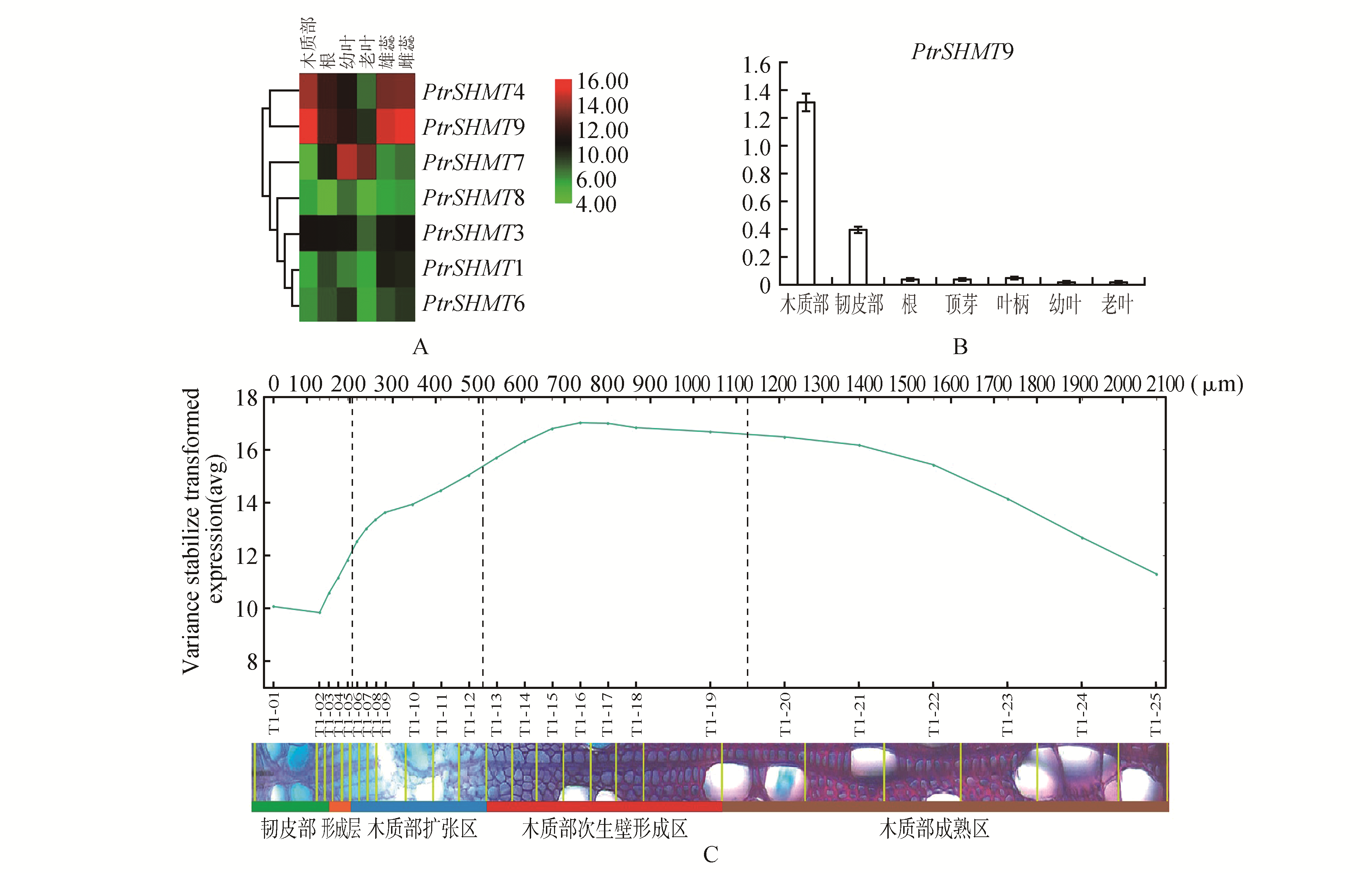 杨树 SHMT 基因家族分析及 PtrSHMT9 突变体创制