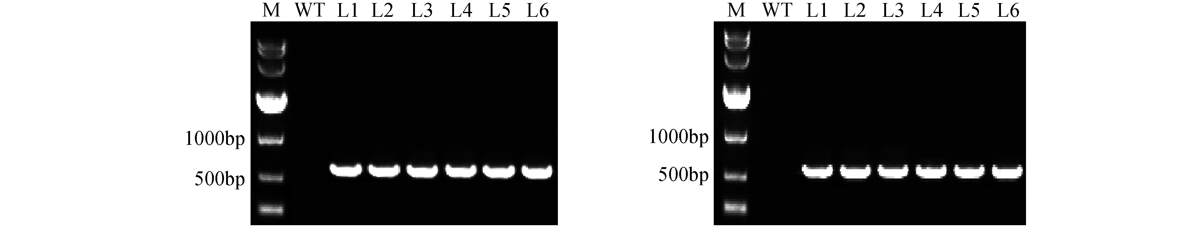 杨树 SHMT 基因家族分析及 PtrSHMT9 突变体创制